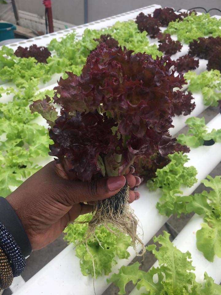 2-8 Hydroponic Grower System – NFT Hydro – Hydroponic Grower Solutions