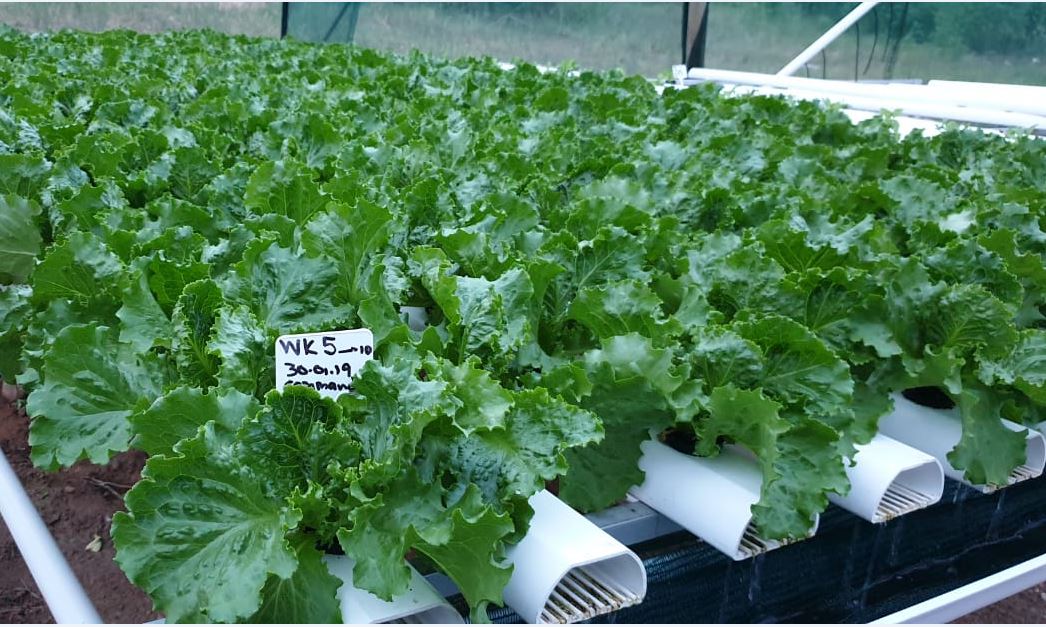 8-32 Hydroponic Grower System – NFT Hydro – Hydroponic Grower Solutions